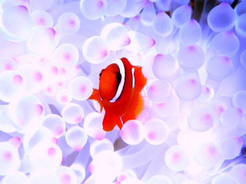 Okinawa: Naha: 1 day Kerama Islands diving license required - FAQ