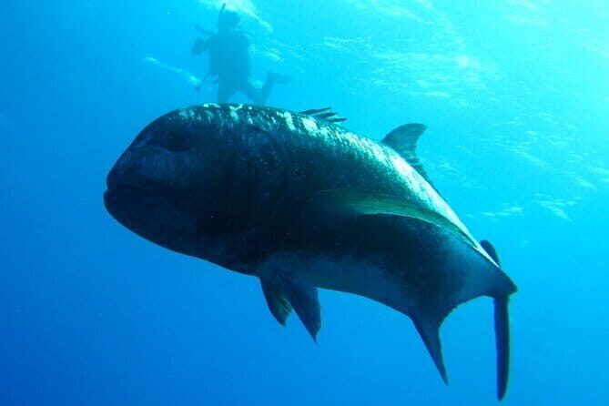 Okinawa: Naha: 1 day Kerama Islands experience diving/snorkeling - A Closer Look at the Kerama Islands Experience