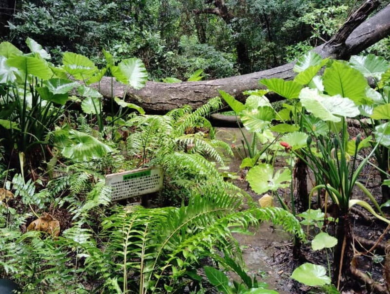Okinawa: Sacred Sefa Utaki Walk into Ryukyus Spiritual - Practical Tips for Visiting