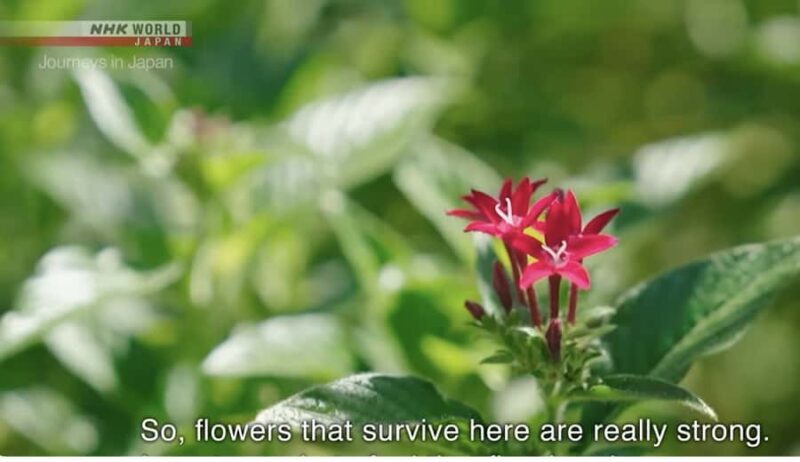 Okinawa: Sesoko Island Edible Flower Harvest & Meal - Who Will Appreciate This Experience Most?