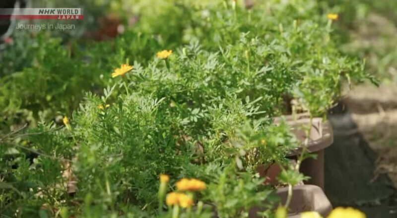 Okinawa: Sesoko Island Longevity Hot Pot Experience - FAQ