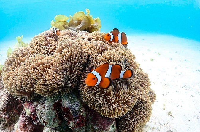 Okinawa Snorkeling Tour Experience - Final Thoughts