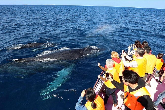 Okinawa Whale Watching From Naha - The Experience: What to Expect on the Tour
