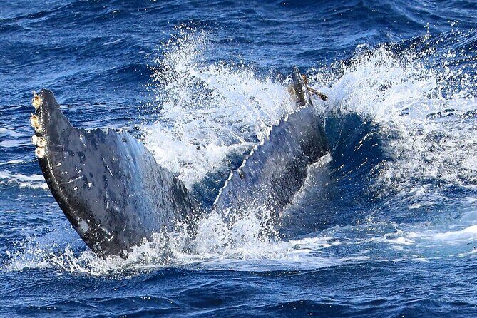 Okinawa Whale Watching From Naha - The Itinerary in Detail