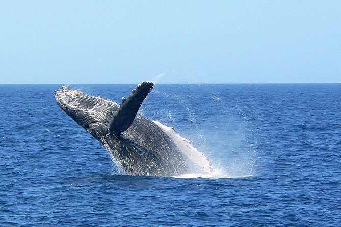 Okinawa Whale Watching From Naha - The Authentic Touch: Why This Tour Stands Out