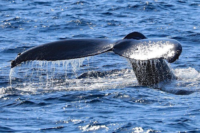 Okinawa Whale Watching From Naha - Who Should Consider This Tour?