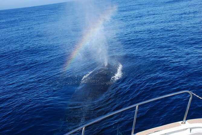 Okinawa Whale Watching From Naha - FAQs