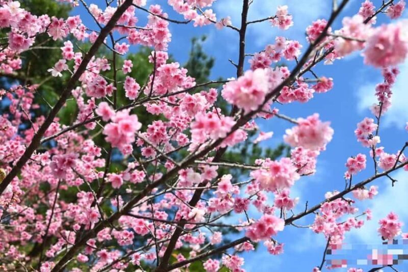 Okinawa: Yaedake Cherry Blossom Festival Private Trip - What Makes This Tour Stand Out?