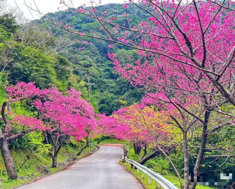 Okinawa: Yaedake Cherry Blossom Festival Private Trip - Practical Tips & Considerations