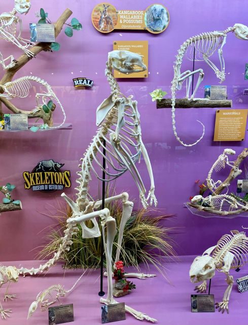 Oklahoma City: SKELETONS: Museum of Osteology Ticket - Deep Dive into the Exhibit Zones