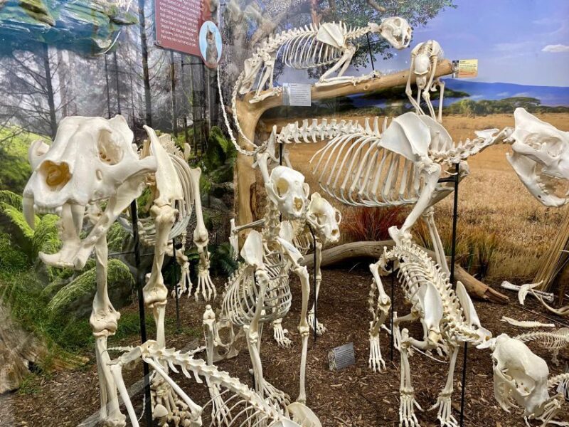 Oklahoma City: SKELETONS: Museum of Osteology Ticket - The Value of the Experience
