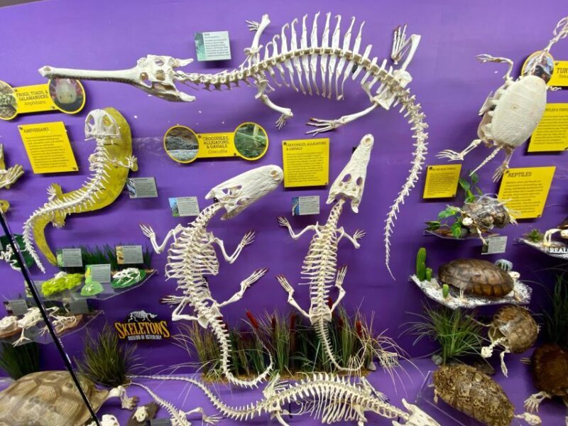 Oklahoma City: SKELETONS: Museum of Osteology Ticket - Who Should Consider Visiting?