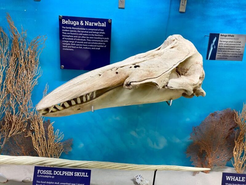Oklahoma City: SKELETONS: Museum of Osteology Ticket - The Sum Up