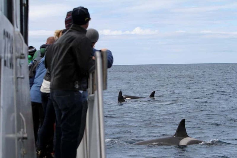 Ólafsvík: Whale Watching Tour - What to Expect on Your Whale Watching Adventure