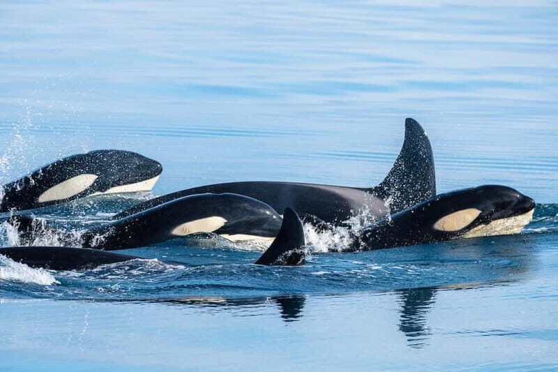 Ólafsvík: Whale Watching Tour - The Value of Your Whale Watching Tour