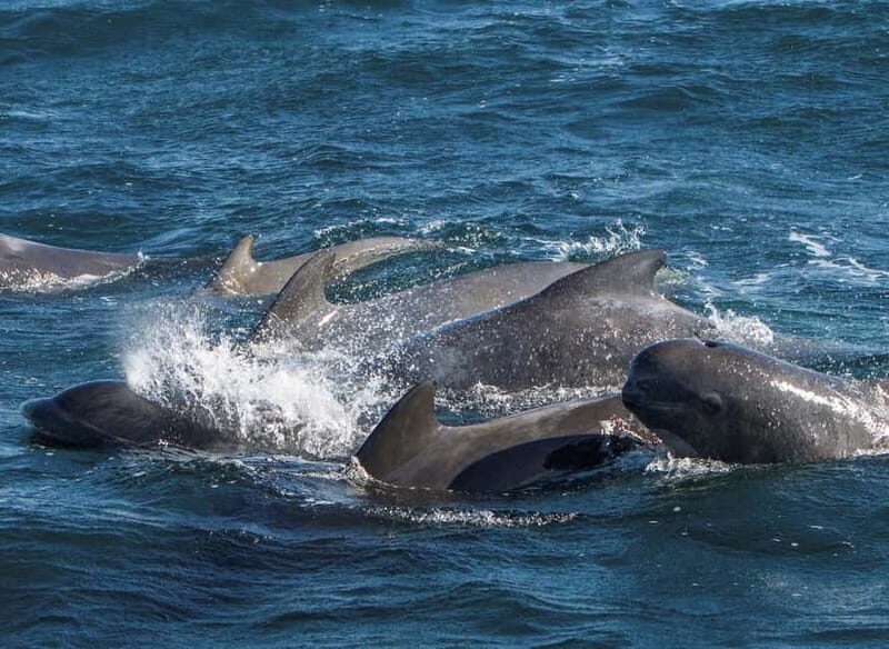 Ólafsvík: Whale Watching Tour - Authentic Encounters and Respect for Nature
