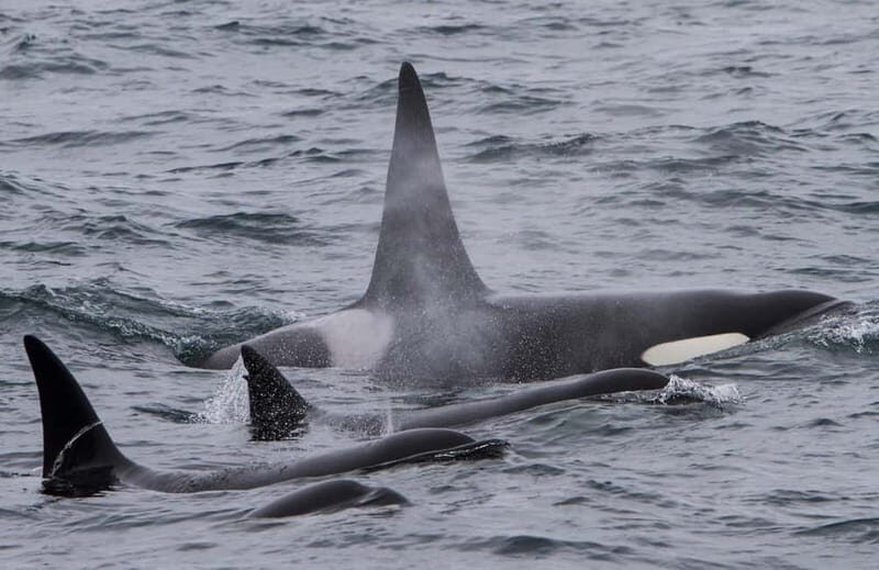 Ólafsvík: Whale Watching Tour - Summary