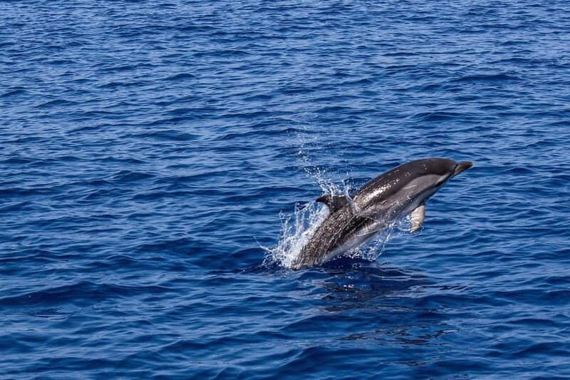 Olbia: Aperitif with Dolphin Watching & Snorkeling Boat Trip - An In-Depth Look at the Tour Experience