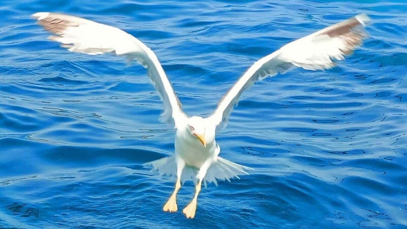 Olbia: Boat tour to watch Dolphins and snorkeling - Who Would Love This Tour?