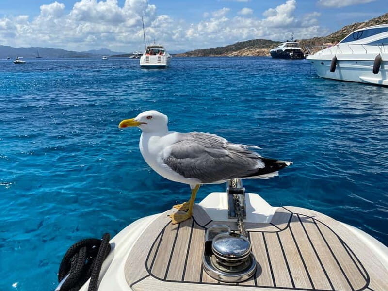 Olbia: Boat tour to watch Dolphins and snorkeling - Final Thoughts