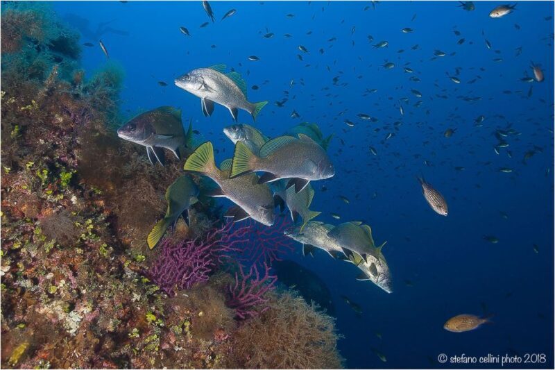 Olbia: Diving in Tavolara Marine Park in Sardinia - Key Points