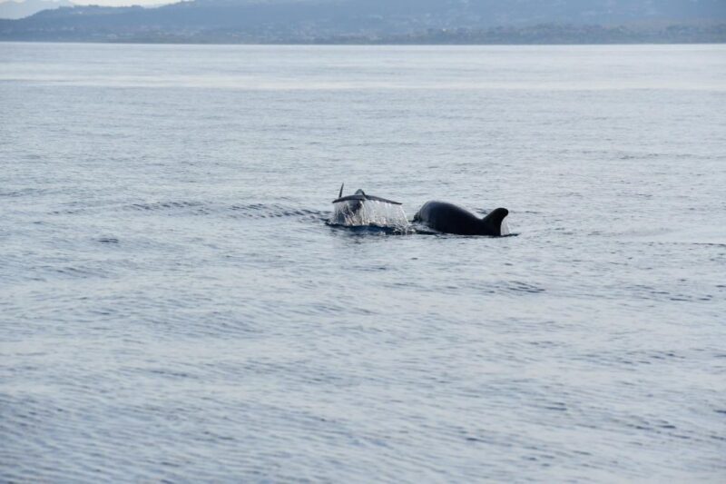 Olbia: Dolphin Watching and Snorkeling Boat Tour - FAQs