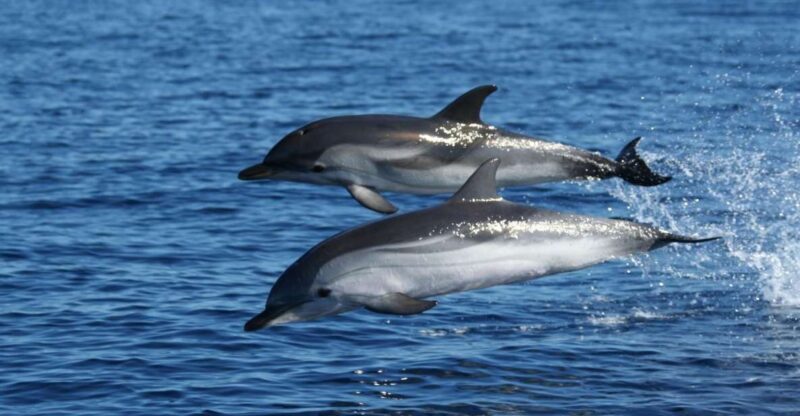 Olbia: Dolphin Watching & Snorkeling Boat Tour near Figarolo - The Itinerary in Detail