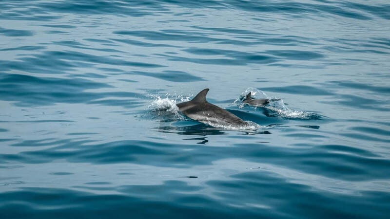 Olbia: Dolphin Watching & Snorkeling Boat Trip - Dolphin Watching & Snorkeling Boat Trip in Olbia: An Authentic Sardinian Marine Adventure