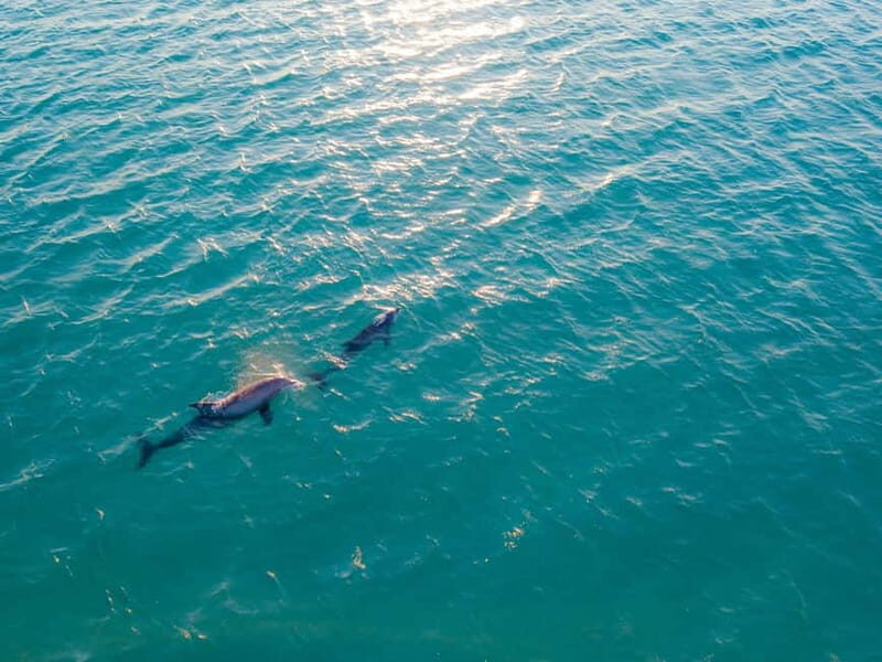 Olbia: Dolphin Watching & Snorkeling Boat Trip - Key Points