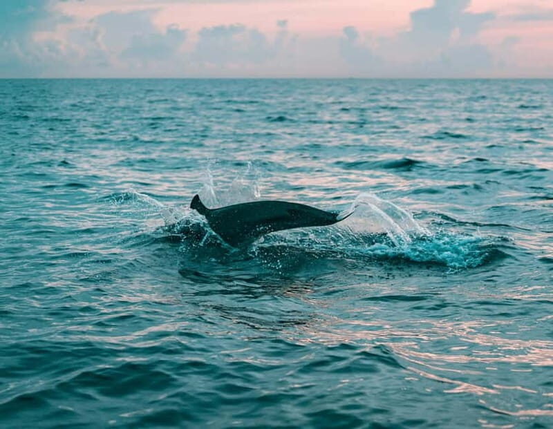 Olbia: Dolphin Watching & Snorkeling Boat Trip - The Itinerary: A Step-by-Step Breakdown