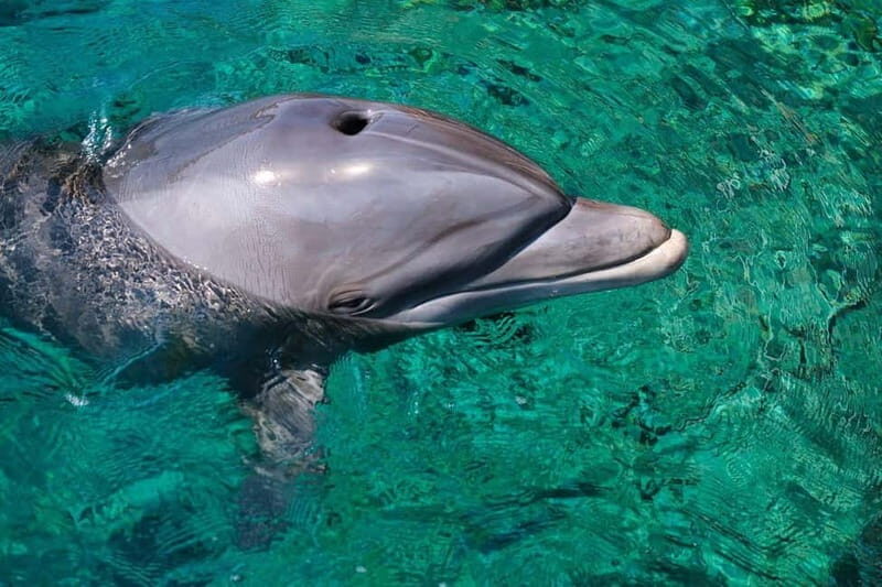 Olbia: Dolphin Watching & Snorkeling Boat Trip - FAQ