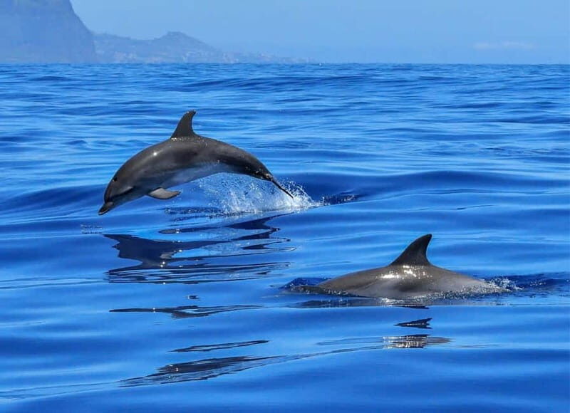 Olbia: Dolphin Watching & Swim with prosecco aperitif - A Calm and Eco-Friendly Approach to Dolphin Watching