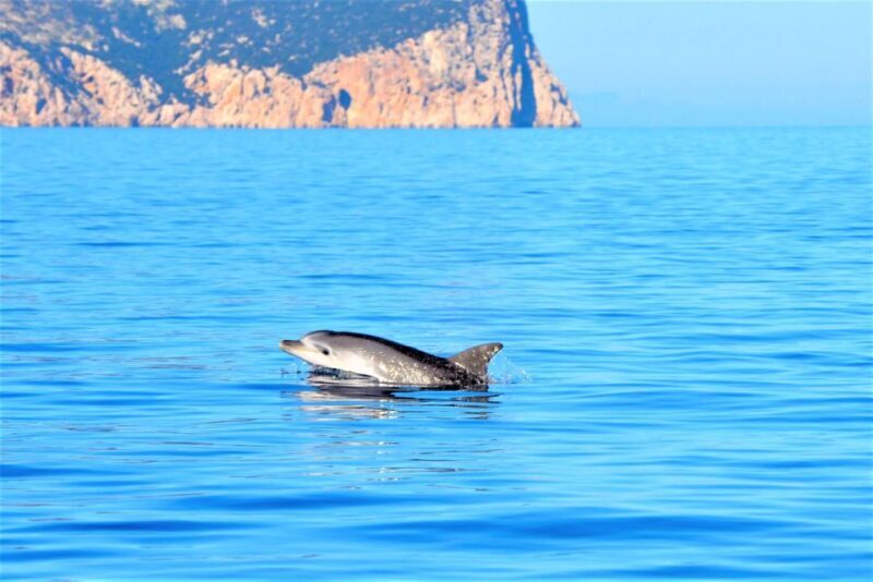 Olbia: Dolphin Watching Tour with Figarolo Island Snorkeling - Key Points