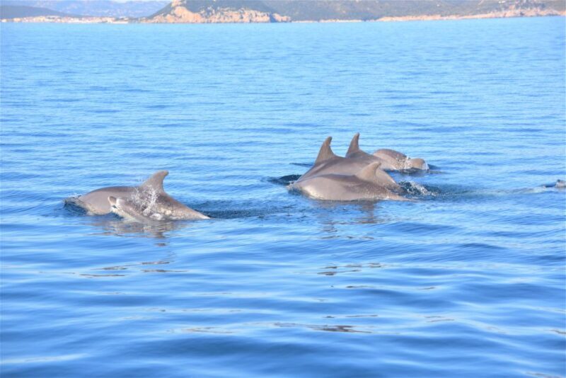 Olbia: Dolphin Watching Tour with Figarolo Island Snorkeling - What to Expect on Your Sardinian Marine Adventure