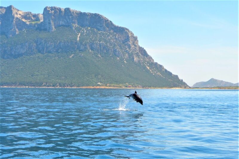 Olbia: Dolphin Watching Tour with Figarolo Island Snorkeling - Price and Value Analysis