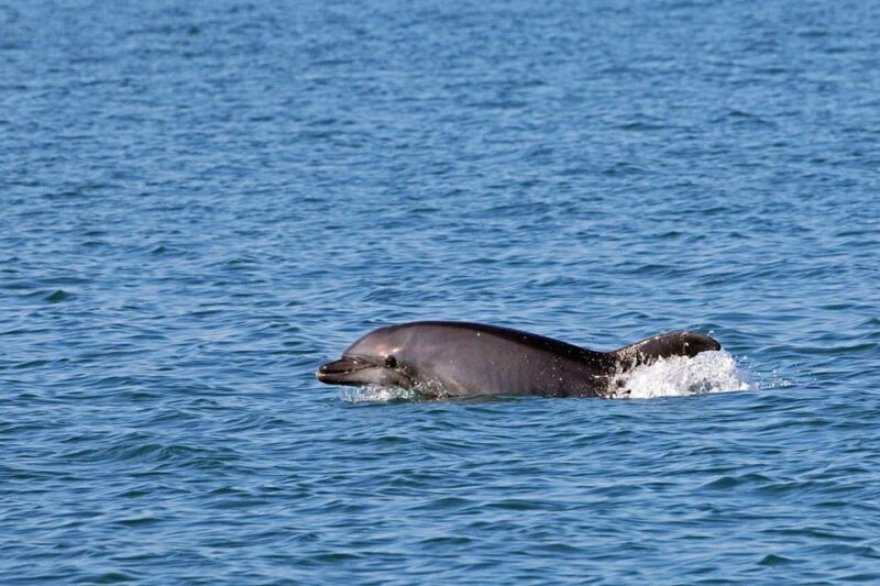 Olbia: Dolphin Watching Tour with Figarolo Island Snorkeling - The Sum Up: Who Should Book This?