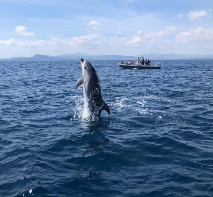 Olbia: : ecological boat trip for dolphin spotting - The Experience in Detail