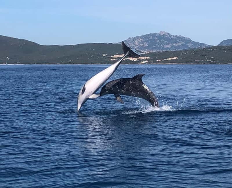 Olbia: : ecological boat trip for dolphin spotting - Practical Details & Considerations