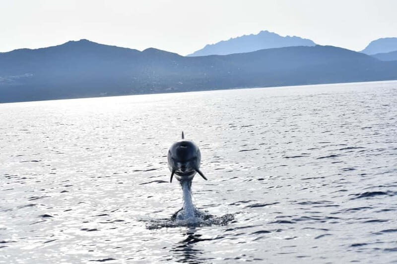 Olbia: : ecological boat trip for dolphin spotting - The Sum Up: Is It Worth It?