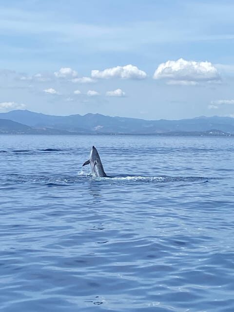Olbia: Sunset and dolphin watching - Key Points