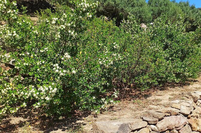 Olbia: visit a myrtle-making factory with tasting - Key Points