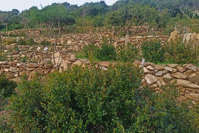 Olbia: visit a myrtle-making factory with tasting - Exploring the Olbia Myrtle Factory Tour in Depth