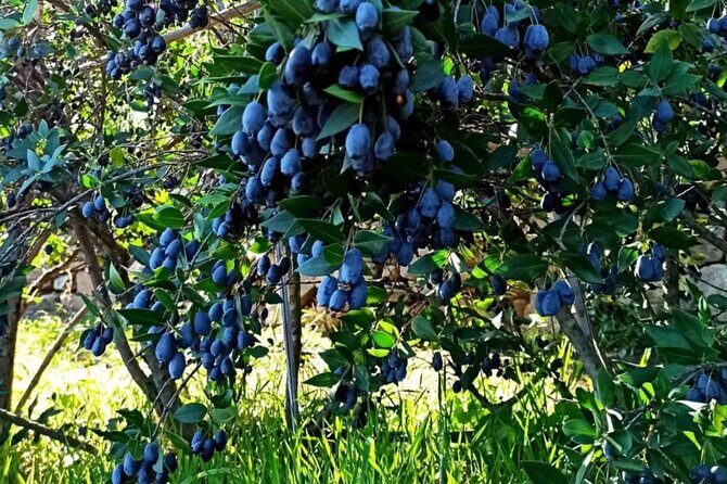 Olbia: visit a myrtle-making factory with tasting - The Sum Up