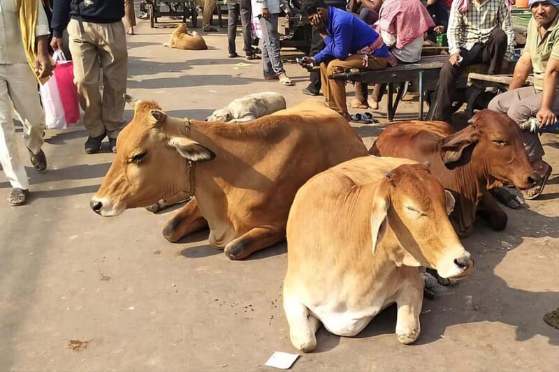 Old Delhi Tour With Rickshaw Ride and Street Food - A Deep Dive Into the Tour Experience