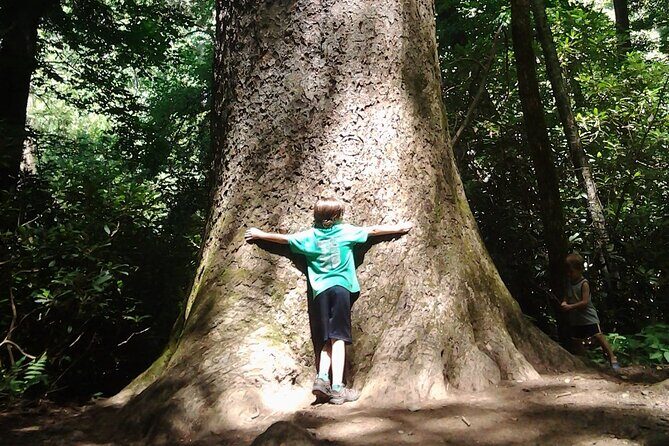 Old Growth Forest Cascade - Introduction