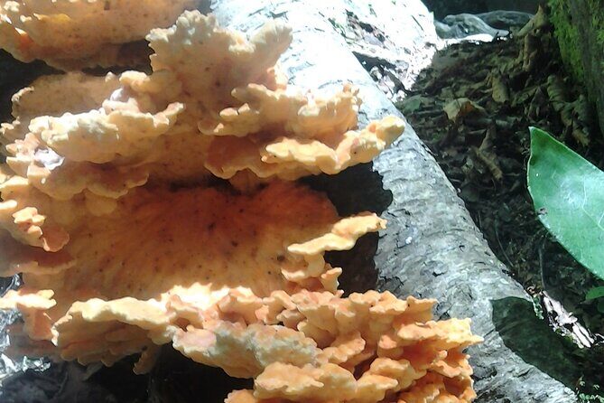 Old Growth Forest Cascade - The Sum Up