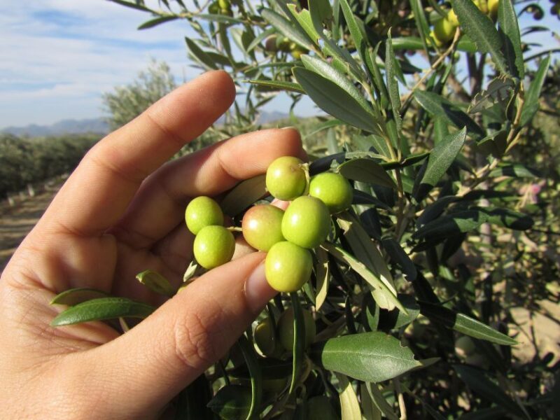 OleoAlmanzora: Guided tour + Masterclass of EVOO tasting Eng - Masterclass and Tasting: Savoring the Best of EVOO