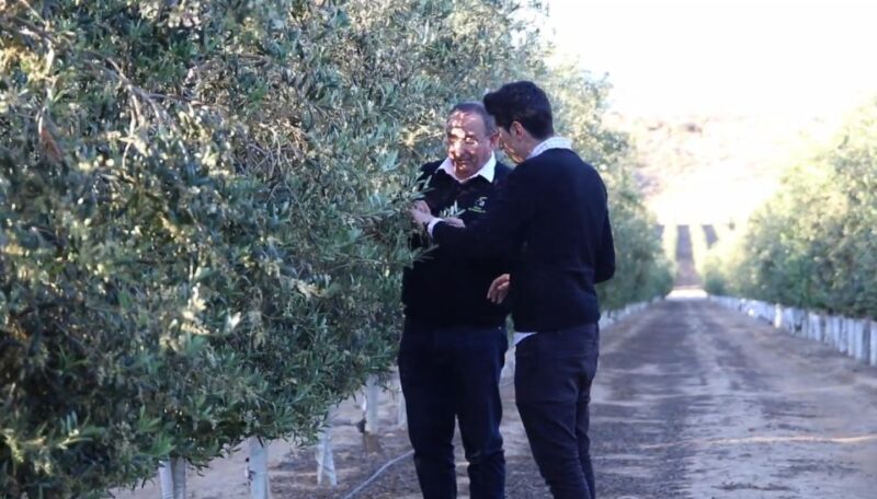 OleoAlmanzora: Guided tour + Masterclass of EVOO tasting Eng - The Experience’s Strengths and Considerations