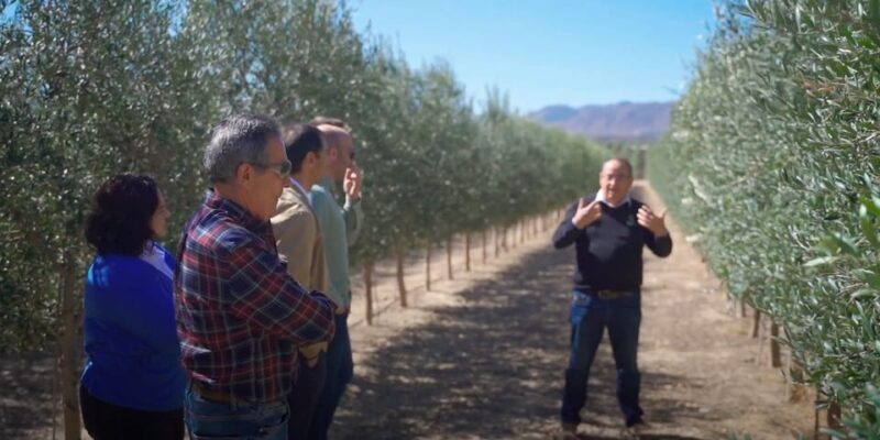 OleoAlmanzora: Guided tour olive groves and EVOO facilities - Key Points