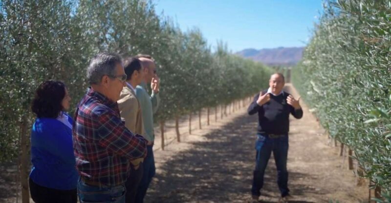 OleoAlmanzora: Guided tour olive groves and EVOO facilities - Introduction: An Authentic Slice of Andalusia